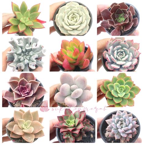 Jual Sukulen Kaktus Mini Pilih Gratis Pot Bunga Sekulen Skulen Bukan Imitasi Artificial Plastik