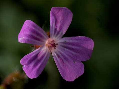흐릿한 배경의 보라색 꽃을 클로즈업한 것입니다 사진 Unsplash의 무료 제라늄 로베르티아눔 이미지