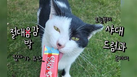 울 집 고양이🥁절대박감🥁영재고양이 근데 팔불출을 곁들인🤦🏻‍♀️🤦🏻‍♀️ Youtube