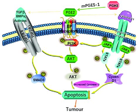 Schematical Interplay Of Mpges 1 Pge2 And Jak Stat Tgf β Smad3 And Download Scientific