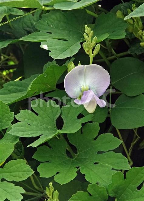 マメ科の植物 No 2584620｜写真素材なら「写真ac」無料（フリー）ダウンロードok