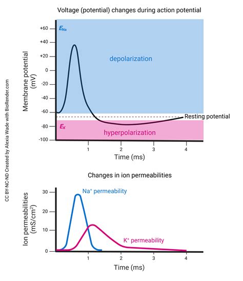 The Action Potential In Unmyelinated Axons Introduction To Neuroscience