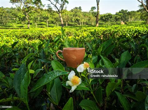 Secangkir Teh Bunga Dengan Latar Belakang Perkebunan Teh Di Kebun Teh