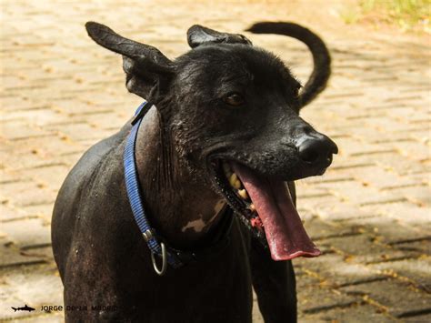 Xolo El Perro Mexicano Que Es Tesoro De Nuestra Historia México