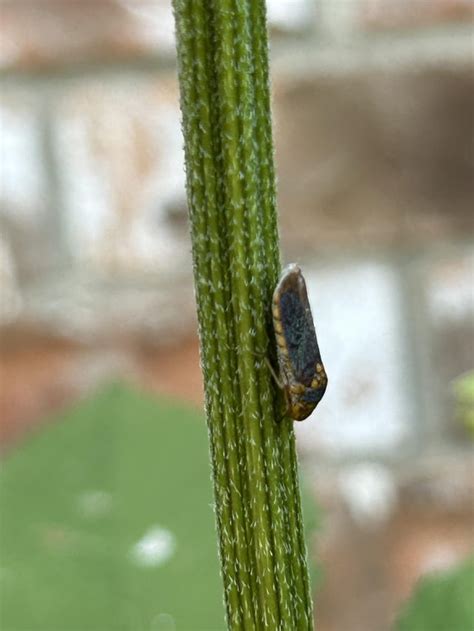 Funny Scuttlebug Rbugidentification