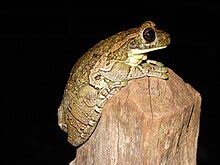 Veined Tree Frog Wikipedia