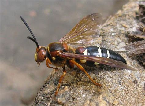 Eastern Cicada Killer Facts Description And Pictures