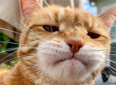 😺От чего зависит настроение кошки 24 потрясающие кошачьи мордахи с