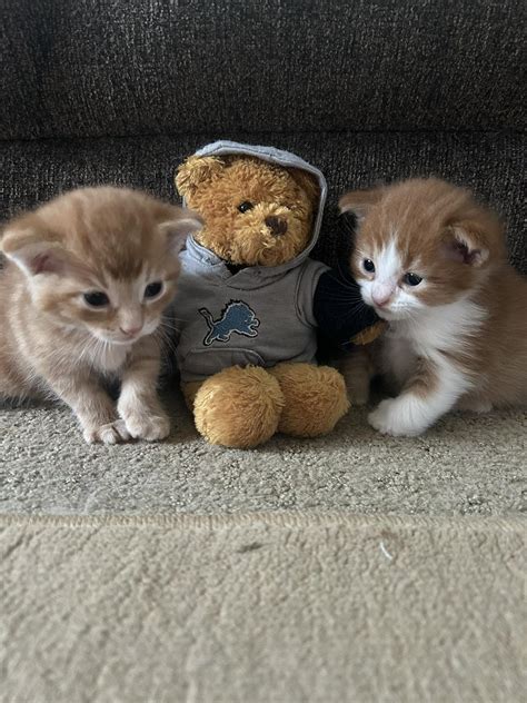 Michelle Debolt Turpin