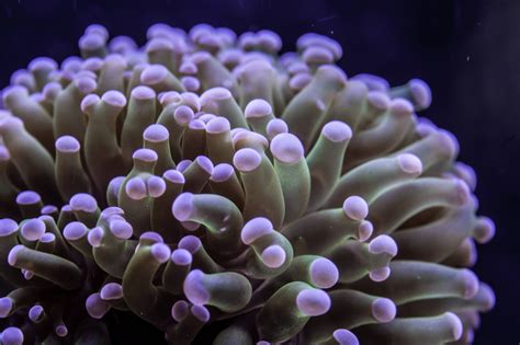 My Frogspawn Coral Aquariums