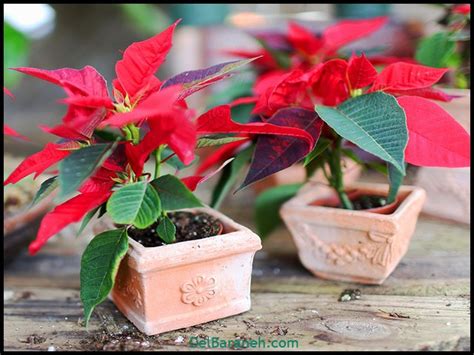 بنت قنسول نگهداری از گل بنت قنسول آبیاری،نور،خاک،کود،تکثیر دلبرانه