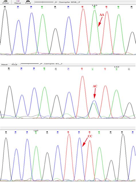 Prostate Stem Cell Antigen Psca Rs1045531 Genotype Download Scientific Diagram