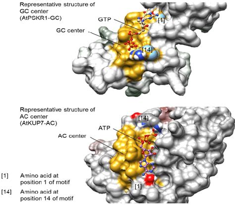 Representative Structure Of GC And AC Centers Download Scientific Diagram