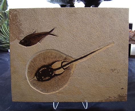 Stingray Plate