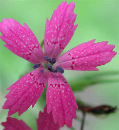 Imagezilla Pink Maiden Pilothospital