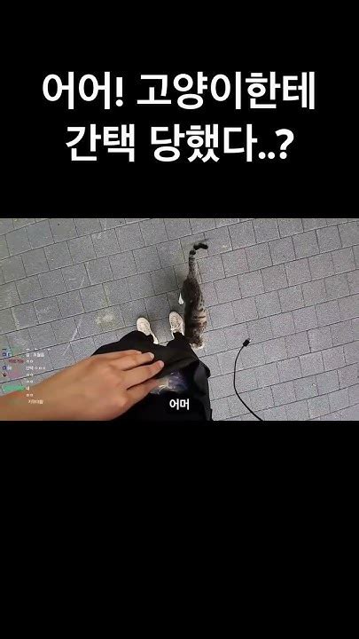 고양이에게 간택을 당했다 근데 여기에 배신을 더한 Youtube