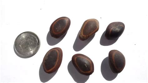 Enterolobium Cyclocarpum Shade Treetreeweb Page Navigation