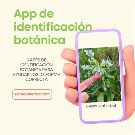 Guía De Identificación De Plantas Perennes