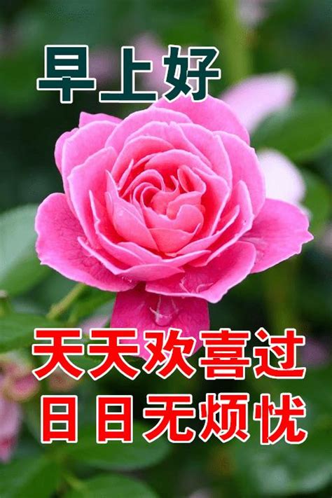 2025最新早上好优雅的图片大全 早上好优雅的图片大全大全 配图网