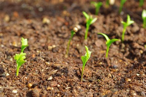 Grow Me Now Tips For Successfully Cultivating Your Own Coriander 1
