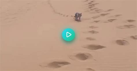Cat Walking On The Dune Album On Imgur