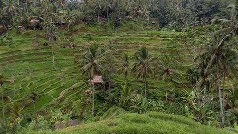 The Art Of Rice Processing Inside A Modern Plant Rice21 Grain Processing News