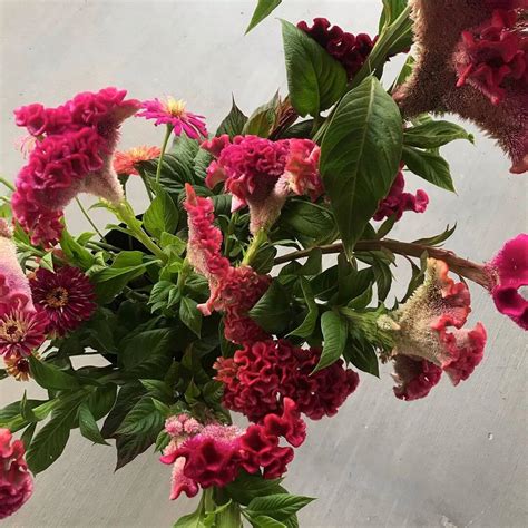 Cockscomb Celosia Sage Moose Fower Farm