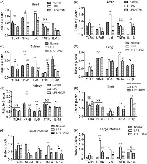 Protein Expression Of The Tlr4nfκb Signalling Pathway In The Major