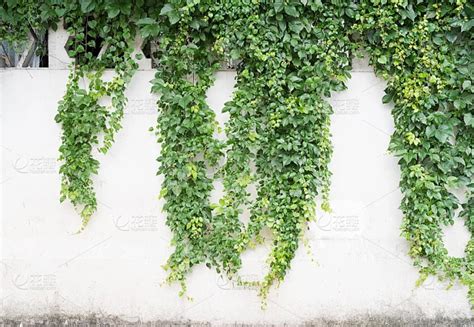 常青藤叶子孤立在白色背景上素材 花瓣网