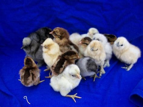 Assorted Purebred Bantam Chicken Special Cackle Hatchery®