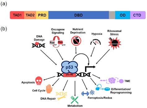 P53 And Tumor Suppression It Takes A Network Pmc