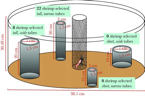Infogram Of The Experimental Methods To Test Sponge Morphology Download Scientific Diagram