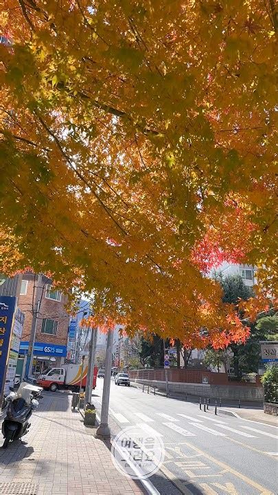 강문영 옛날애인 🎥 크리마스를 앞두고 단풍 절정이라니 Youtube