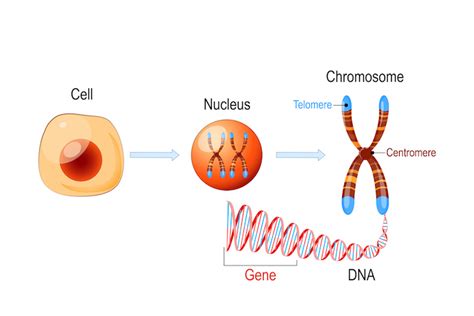 What Are Telomeres Impacts Of Aging