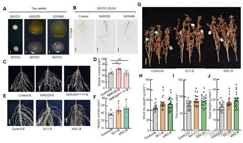 福建农林大学根系中心钟永嘉课题组中国农科院易可可团队构建以高效根瘤菌为核心的简化合成菌群显著促进大豆结瘤和增产 知乎