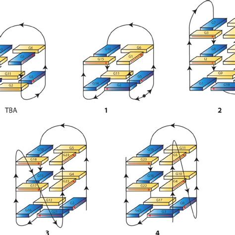 Schematic Illustration Of The Structures Adopted By TBA Modified TBA