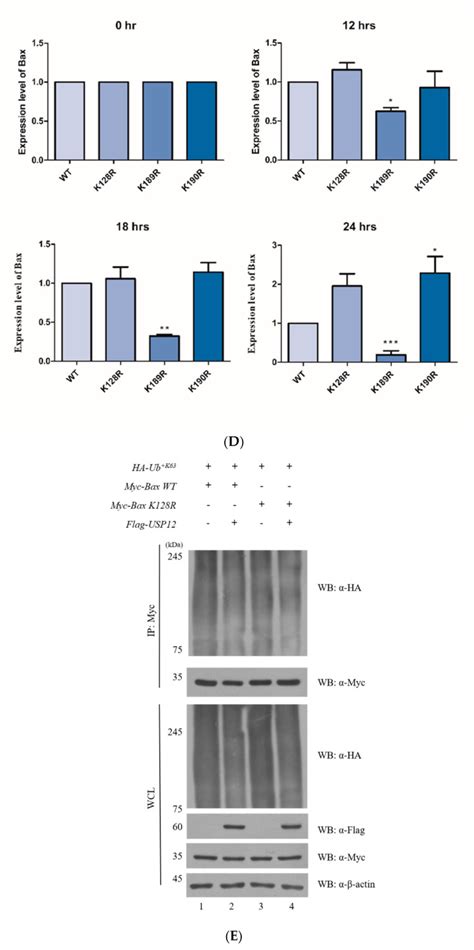 Deubiquitinating Enzyme Usp12 Regulates The Pro Apoptosis Protein Bax Pmc