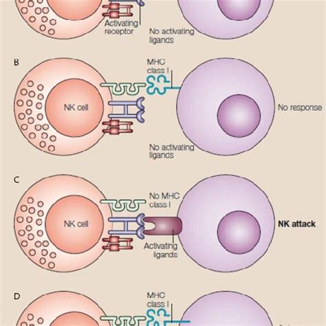 Abb 3 Die Missing Self Hypothese Besagt Dass Nk Zellen Solche Download Scientific