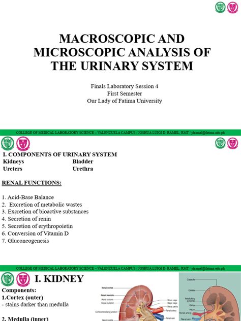 Finals Macroscopic And Micropscopic Analyisis Of The Urinary System