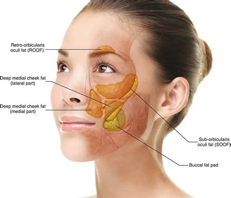 Buccal Fat Removal In Washington Dc Sherber Rad