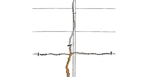 Как се прави резитба на лозата до стената Български Фермер