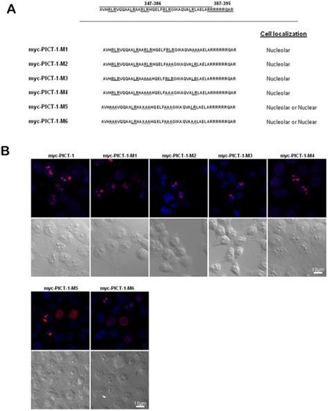 A The Sequences Of Myc Tagged Full Length Pict 1 Substitution Mutants