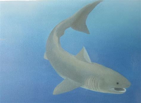 Sharks Devonian South