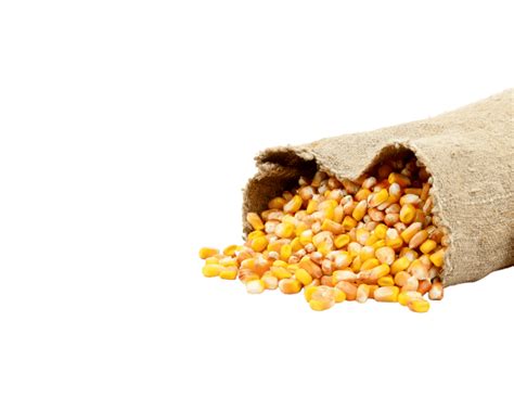 Page 2 Corn Seed Pngs For Free Download