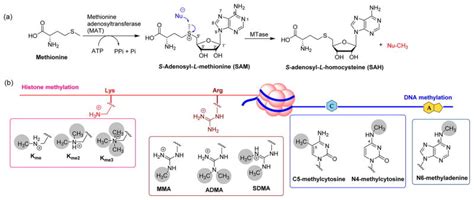 Sam Sah Analogs As Versatile Tools For Sam Dependent Methyltransferases