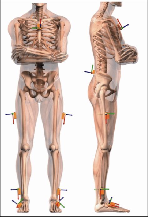 Upright Calibration Posture Red Green And Blue Arrows Indicate The X Download Scientific