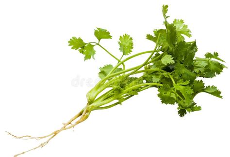 Coriander Isolated Stock Image Image Of Leaf Organic 29724979