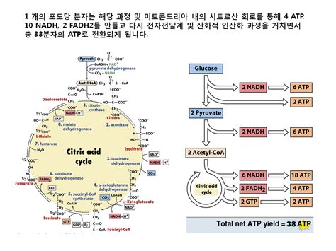 수업후기 137억년 우주진화 제8 9강 미토콘드리아 광합성 내용 정리