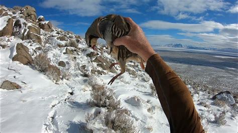 2019 20 Nevada Chukar Season Highlights Youtube
