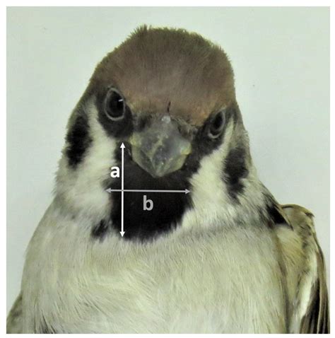 Discriminant Criteria For Field Sexing In The Eurasian Tree Sparrow By